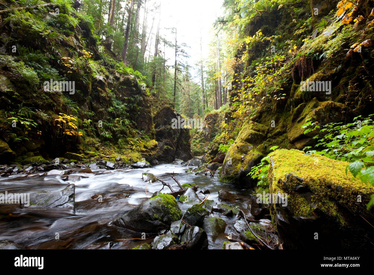 Beautiful small river in forest Stock Photo - Alamy