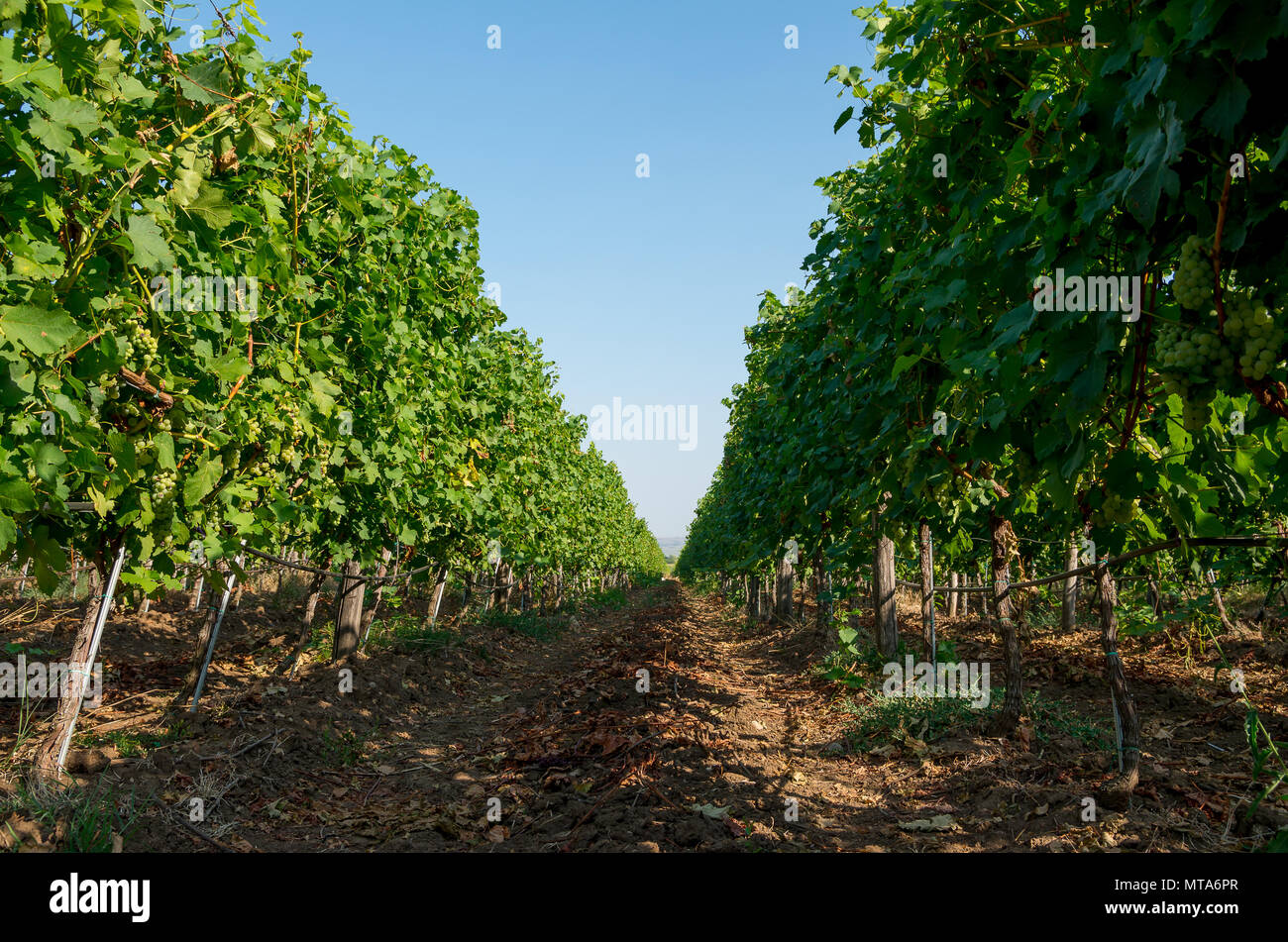 Rows of grape vines hi-res stock photography and images - Alamy