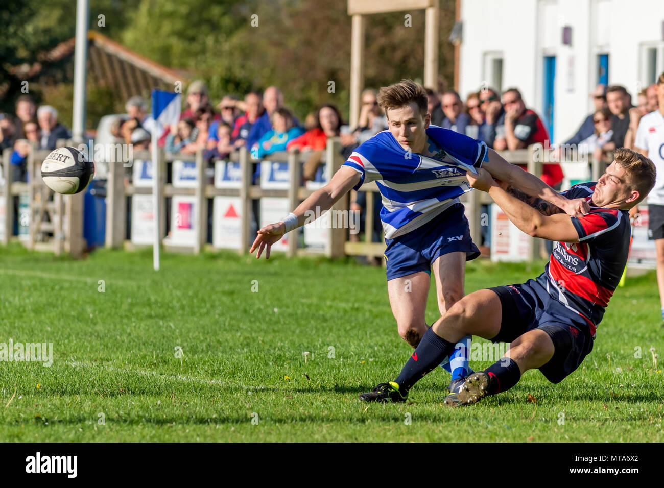Amateur rugby player in blue holds off the tackler with one hand while ...