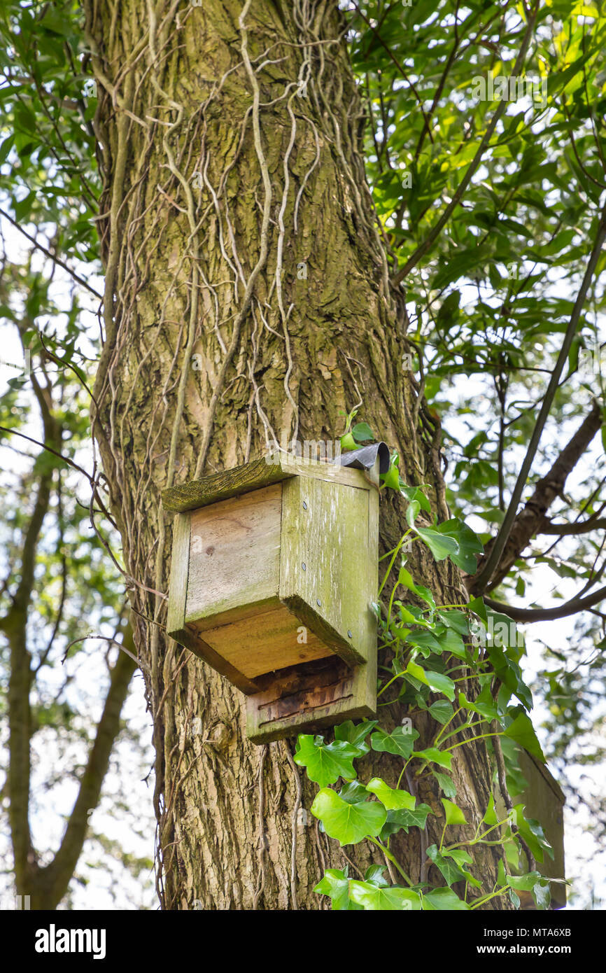 27 May 2018 A bat box hign in a crack willow tree within Bruche Park ...