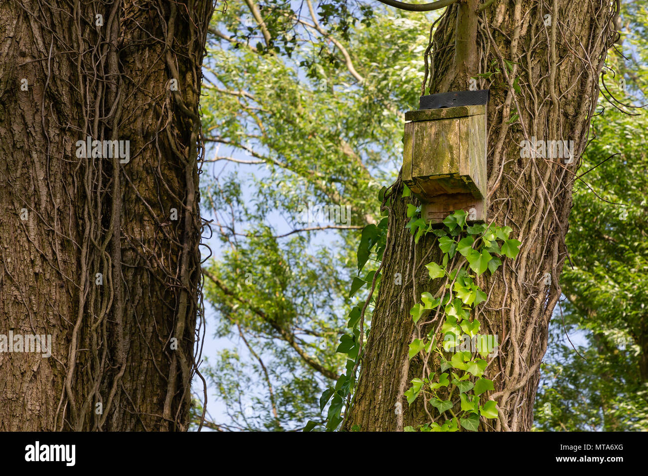 27 May 2018 A bat box hign in a crack willow tree within Bruche Park ...