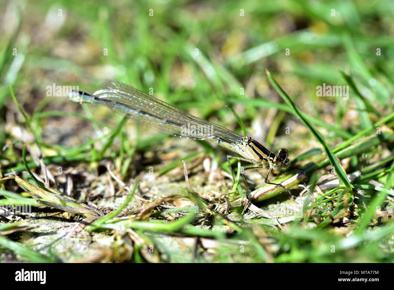Damselfly resting on the lawn Stock Photo - Alamy