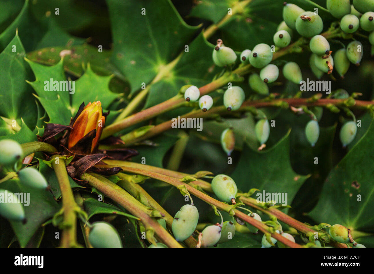 Flowers and plants seen around Sheffield in spring Stock Photo - Alamy