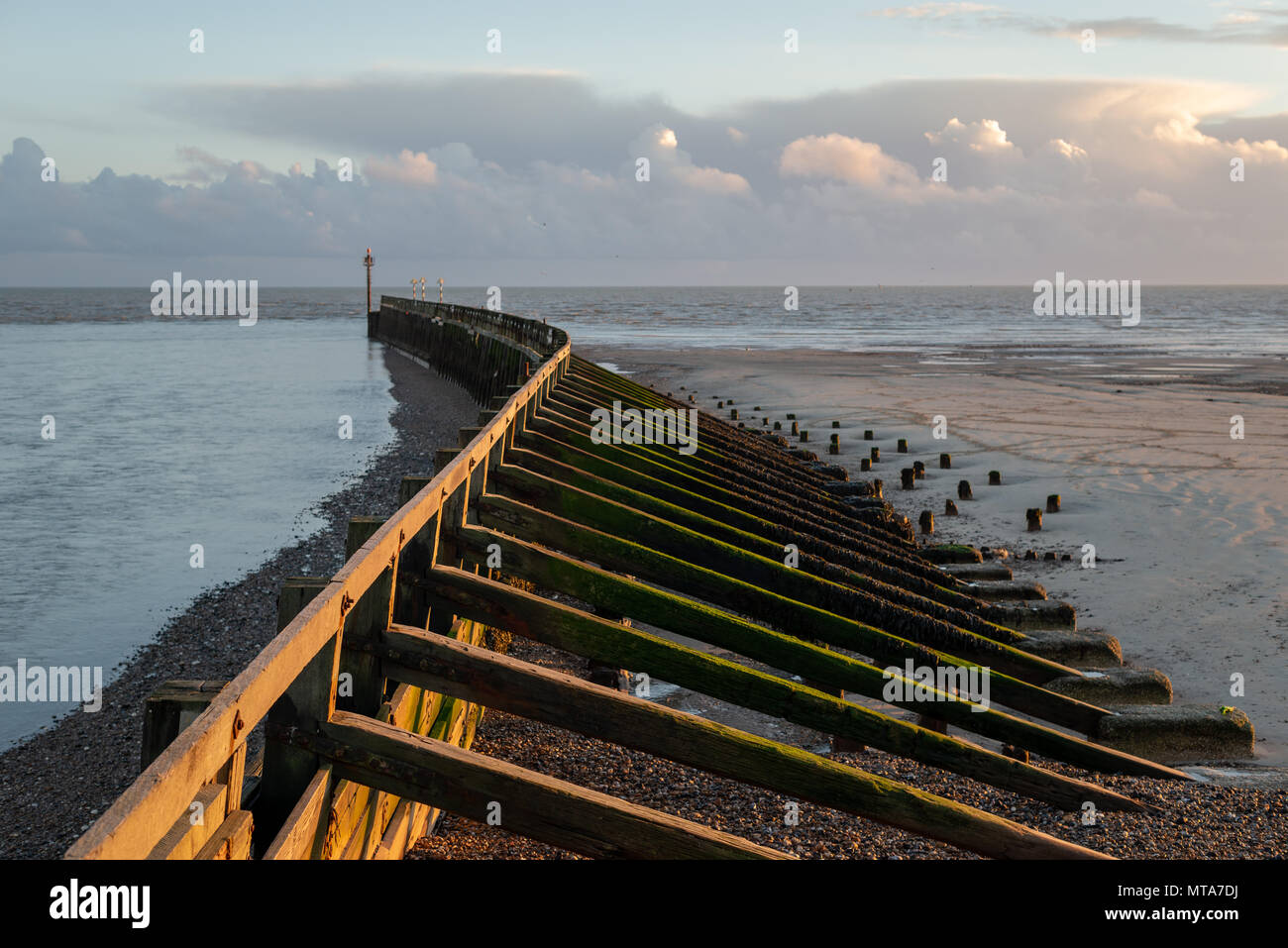 The golden light from the setting sun on the wooden breakwater at ...
