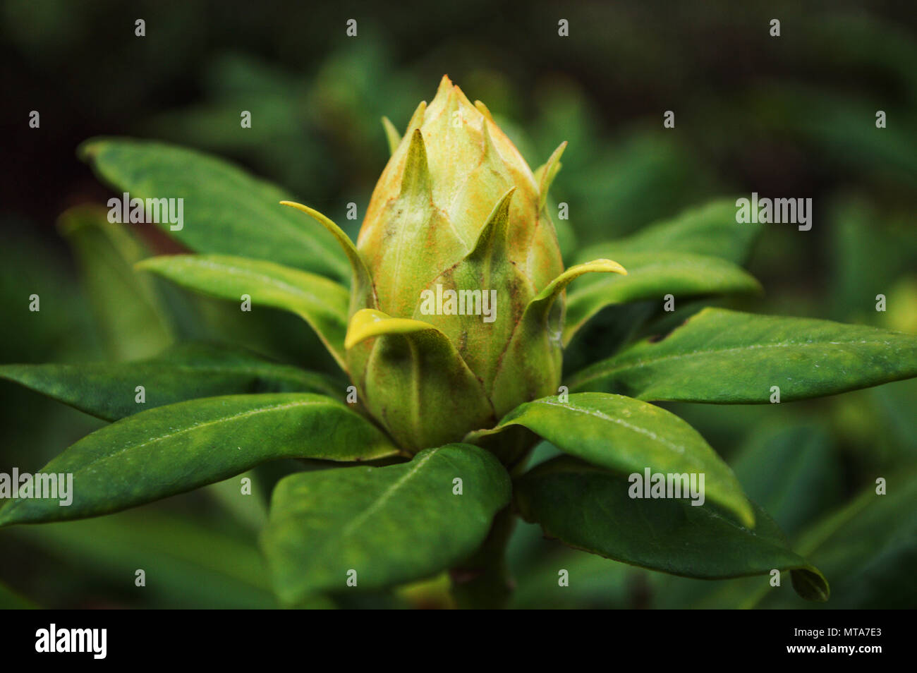 Flowers and plants seen around Sheffield in spring Stock Photo - Alamy