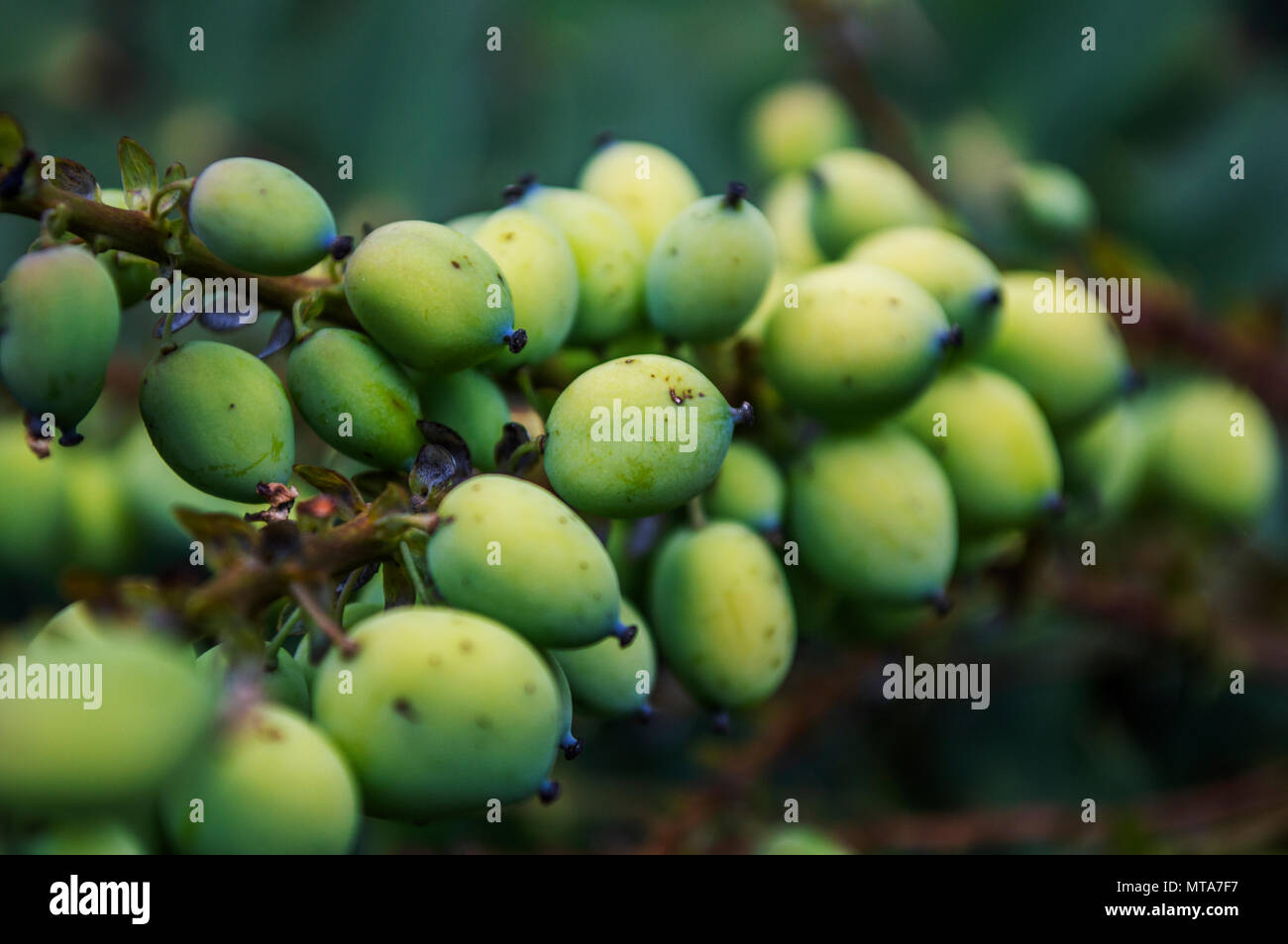 Flowers and plants seen around Sheffield in spring Stock Photo - Alamy