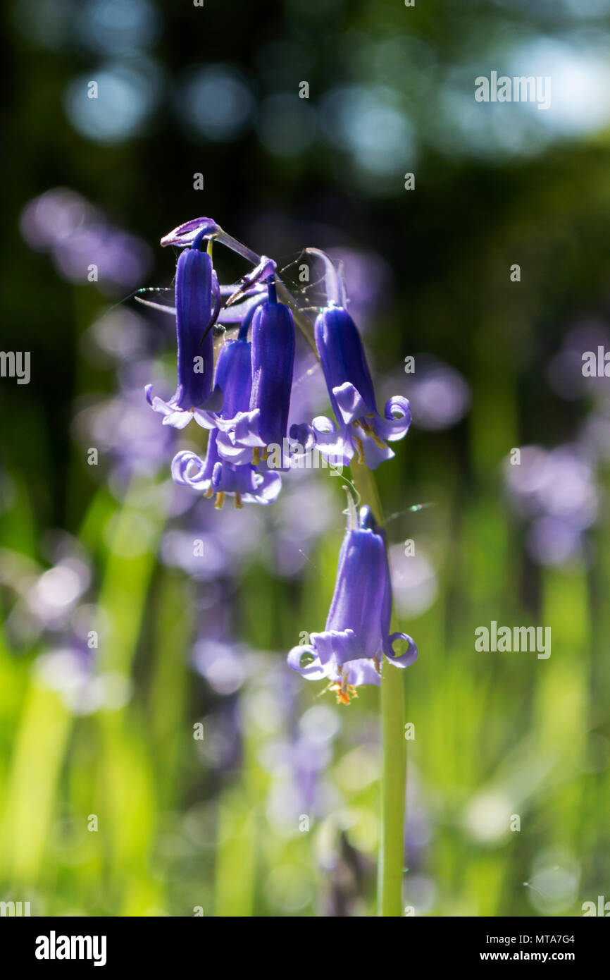 Flowers and plants seen around Sheffield in spring Stock Photo - Alamy