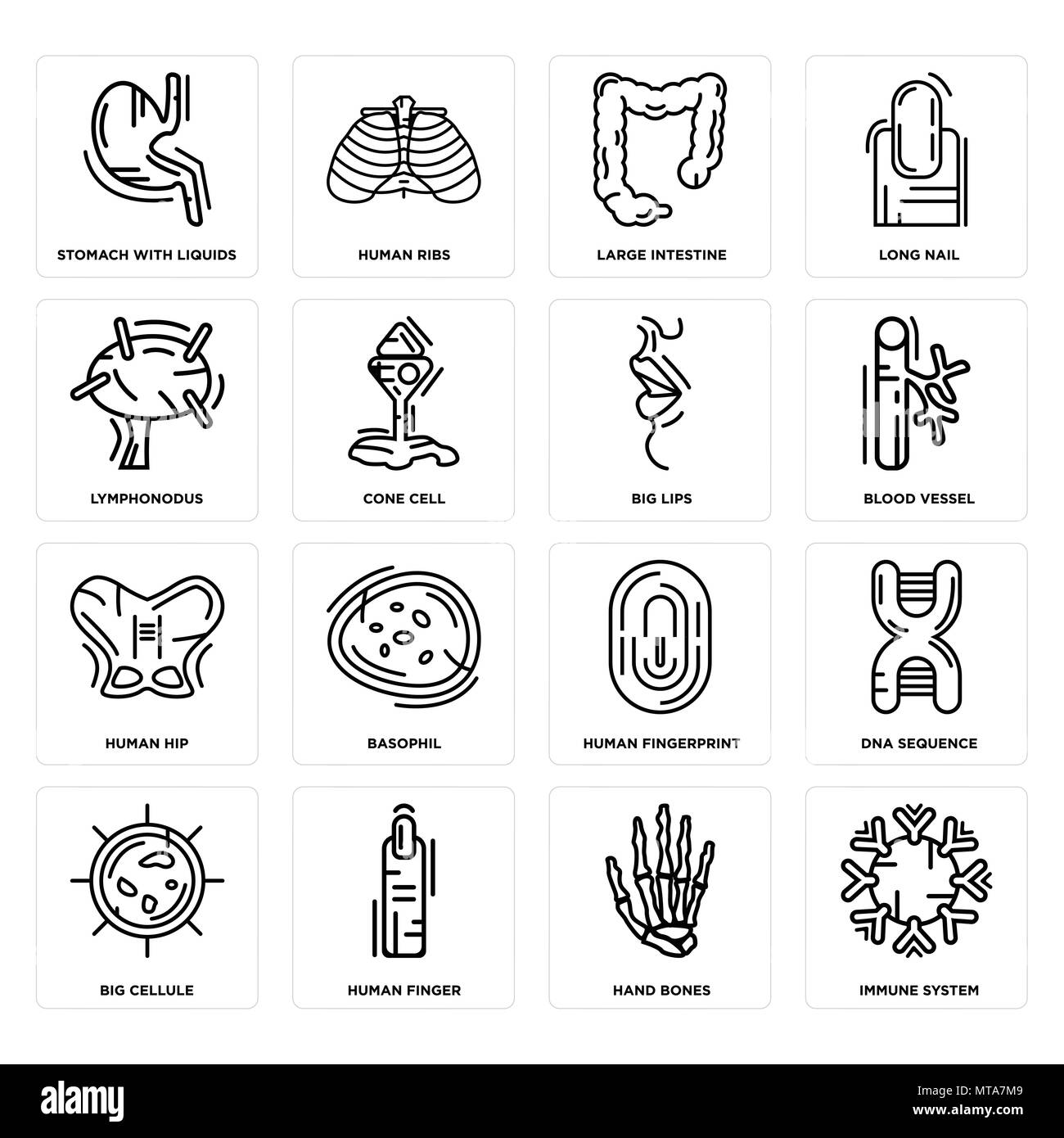 Set Of 16 simple editable icons such as Immune System, Hand Bones ...