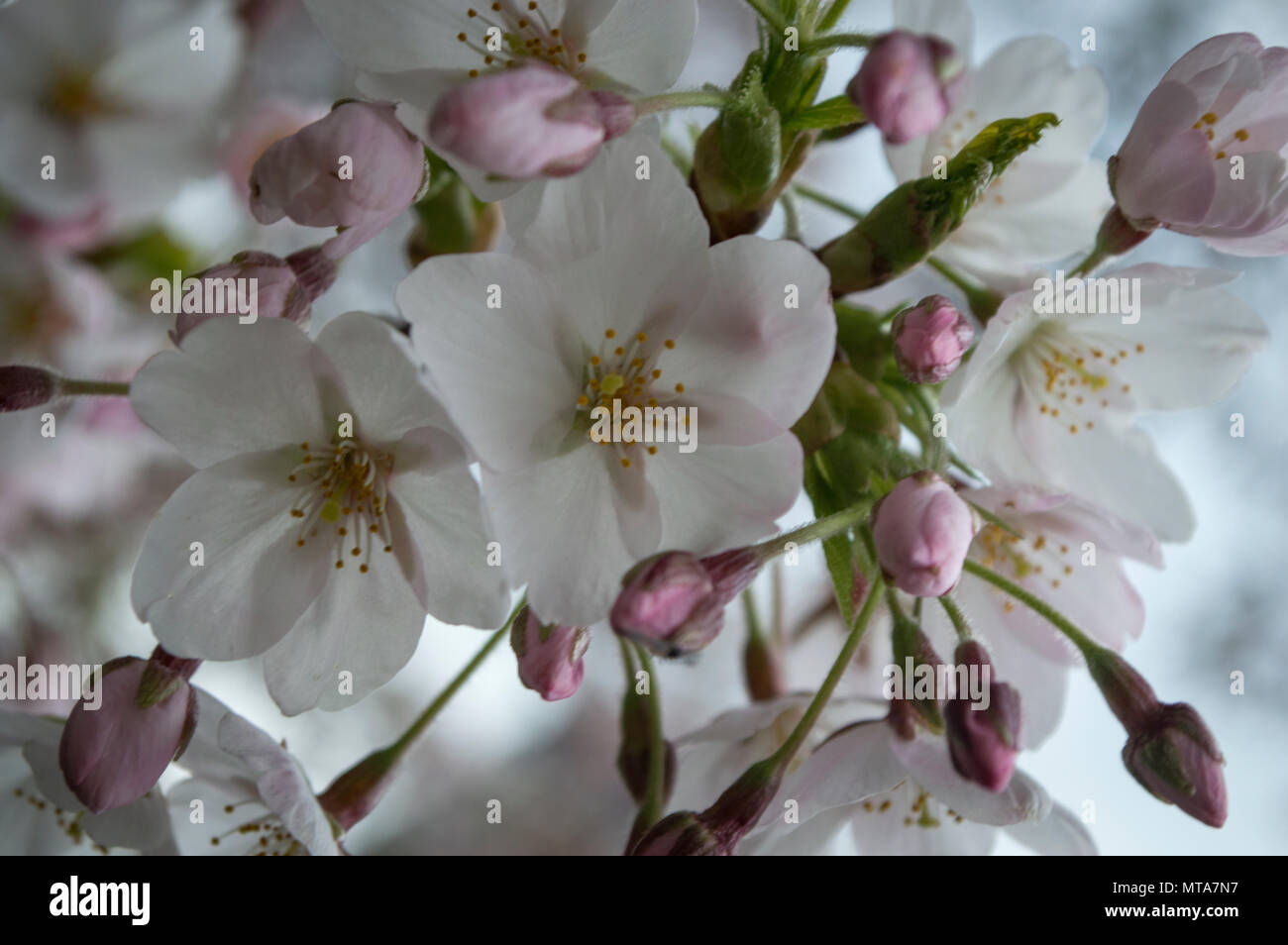 Flowers and plants seen around Sheffield in spring Stock Photo - Alamy