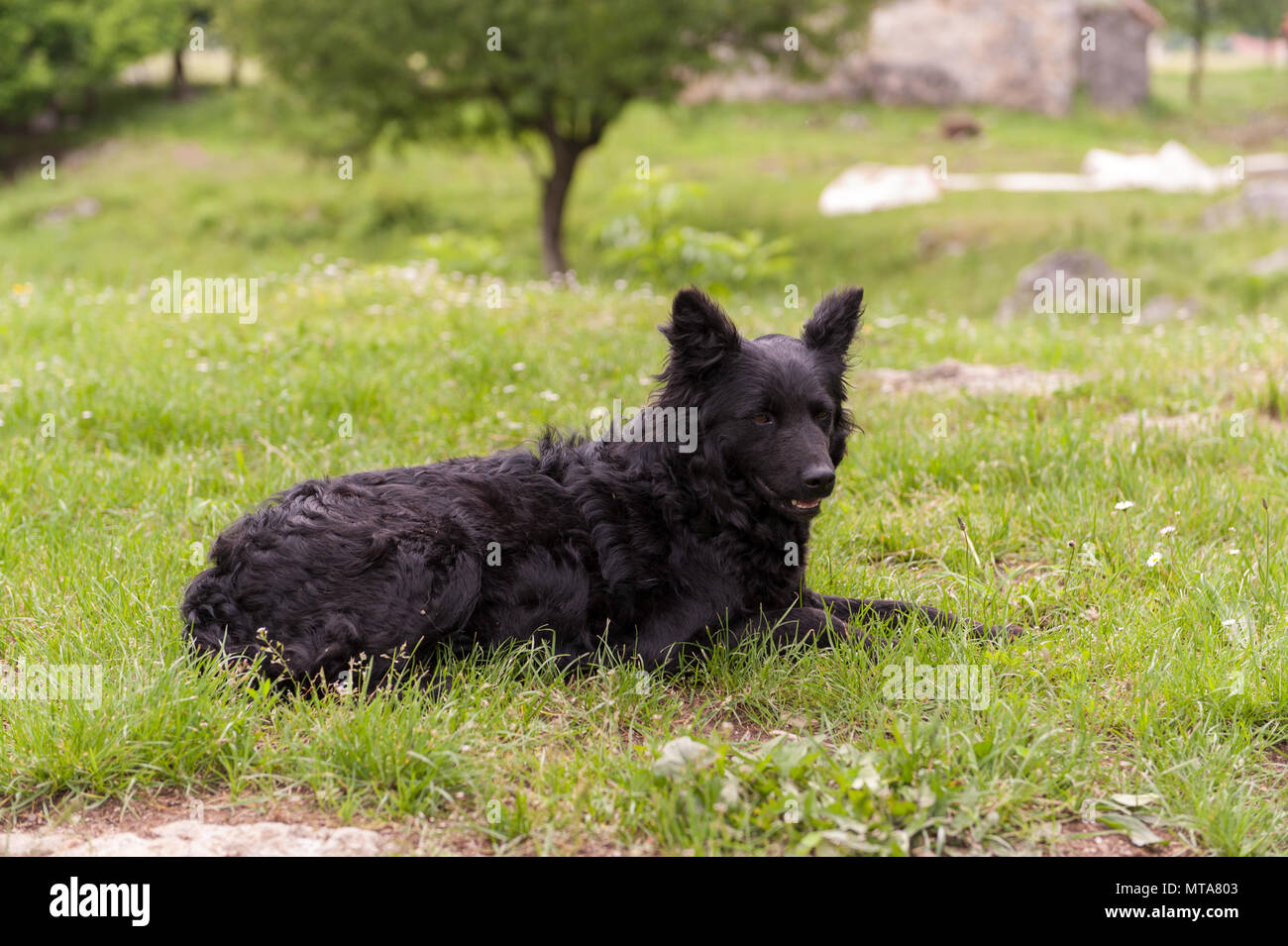 Croatian shepherd dog in the field. Black dog in nature, outdoors Stock ...