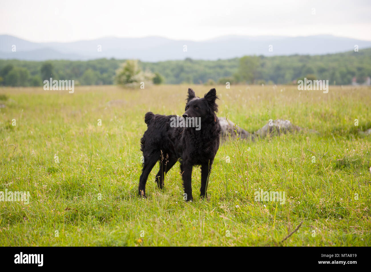 Croatian Shepherd
