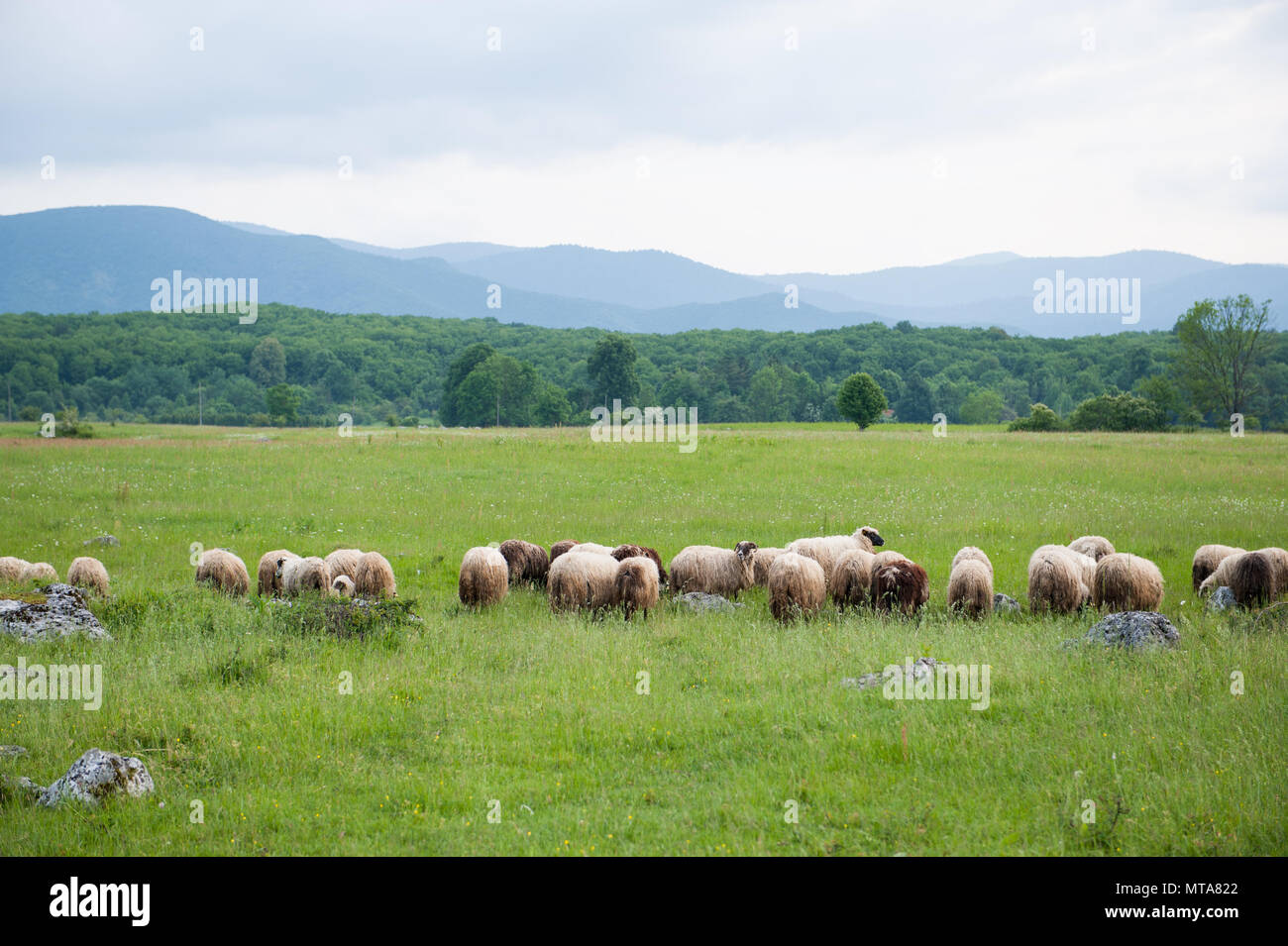 Flock sheep in large meadow hi-res stock photography and images - Alamy