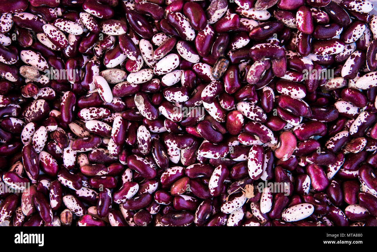 Close up violet and white beans background and as a texture. Healthy ...