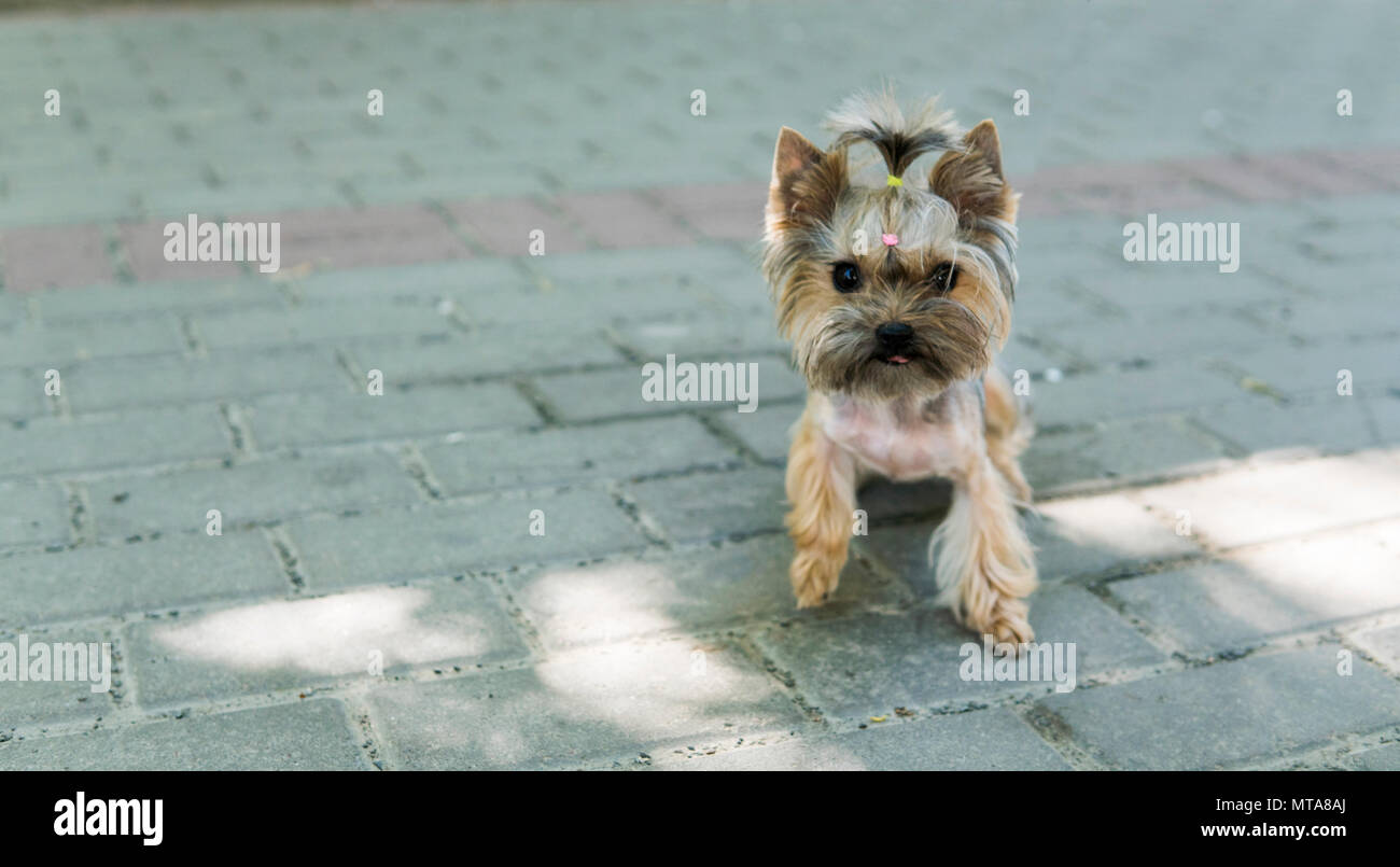 Are Yorkies Bow Legged