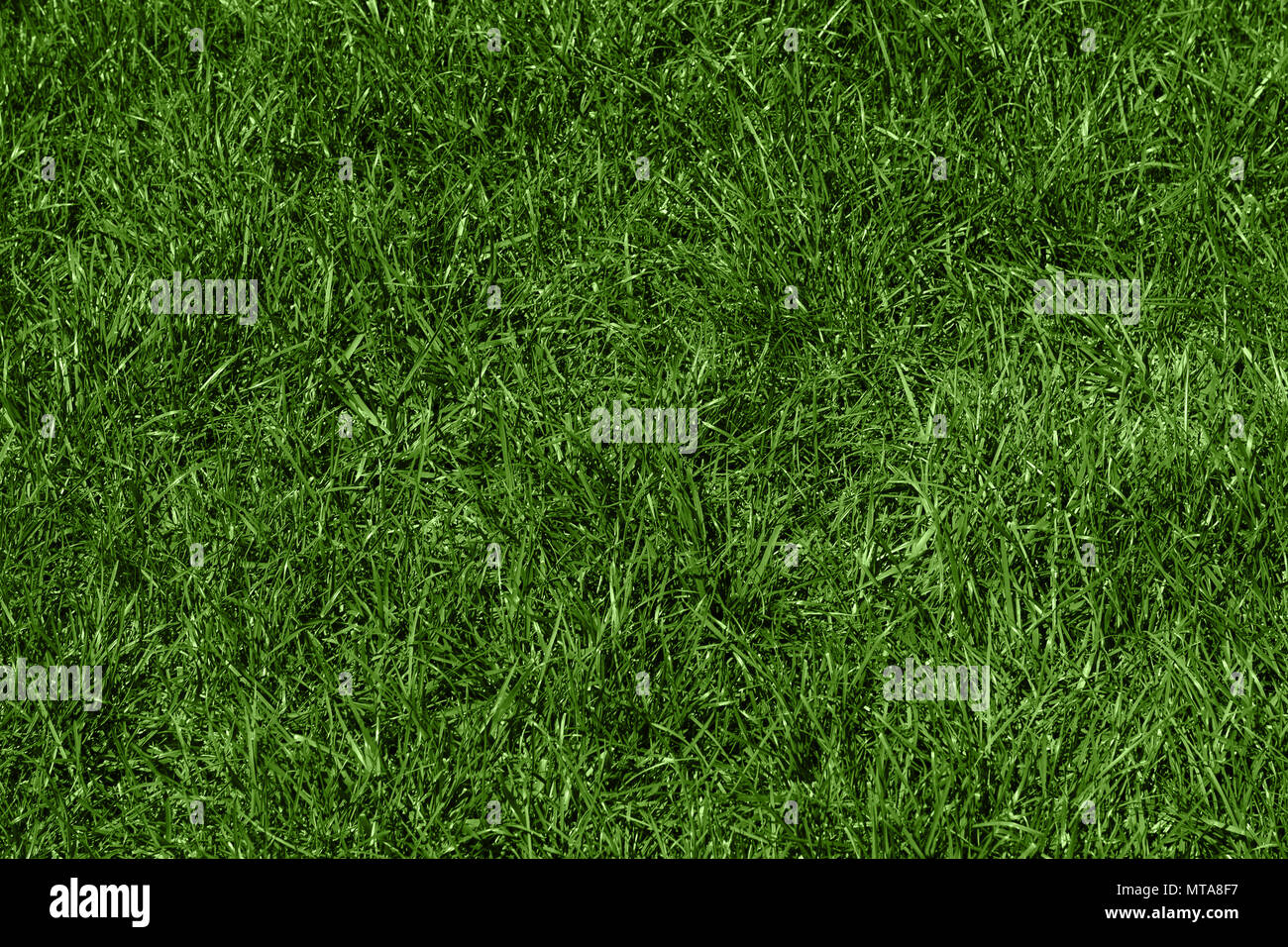 Beautiful green grass texture Stock Photo - Alamy