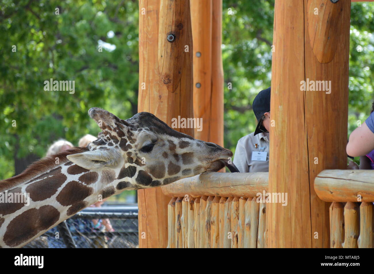 SAINT PAUL, MN - MAY 2018: Giraffe feeding station at Como Zoo and ...