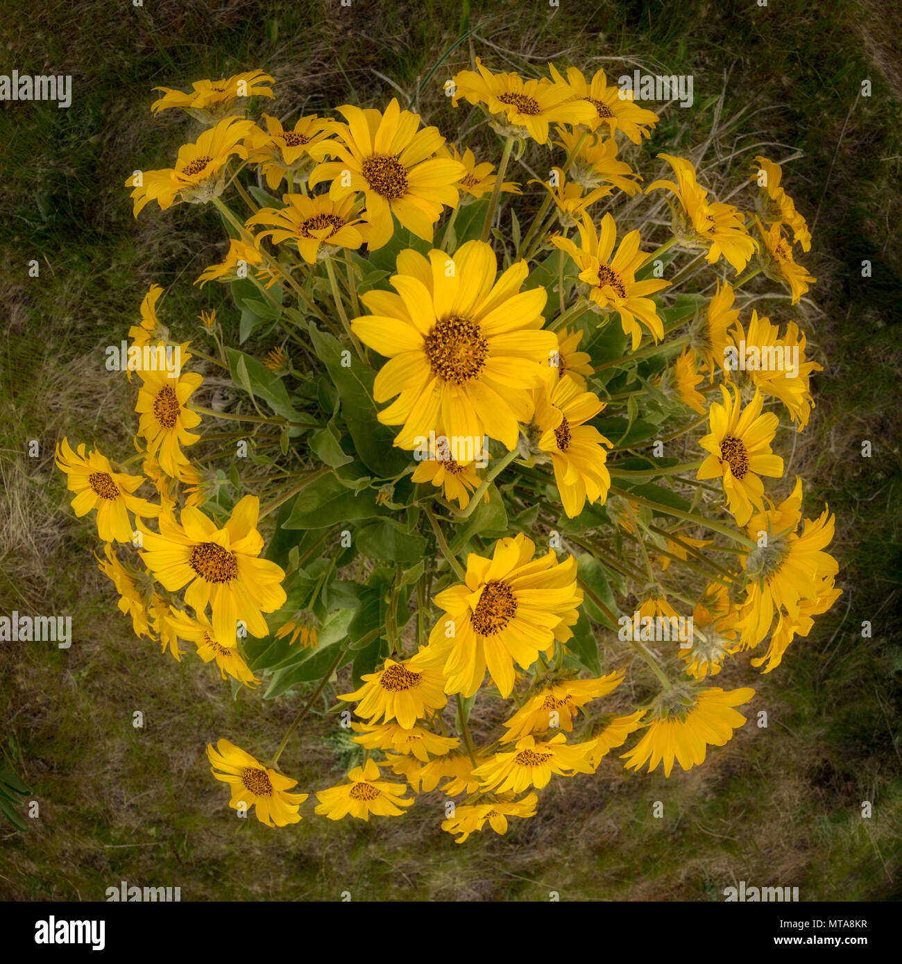 Round cluster of wild flowers that are yellow in nature Stock Photo - Alamy