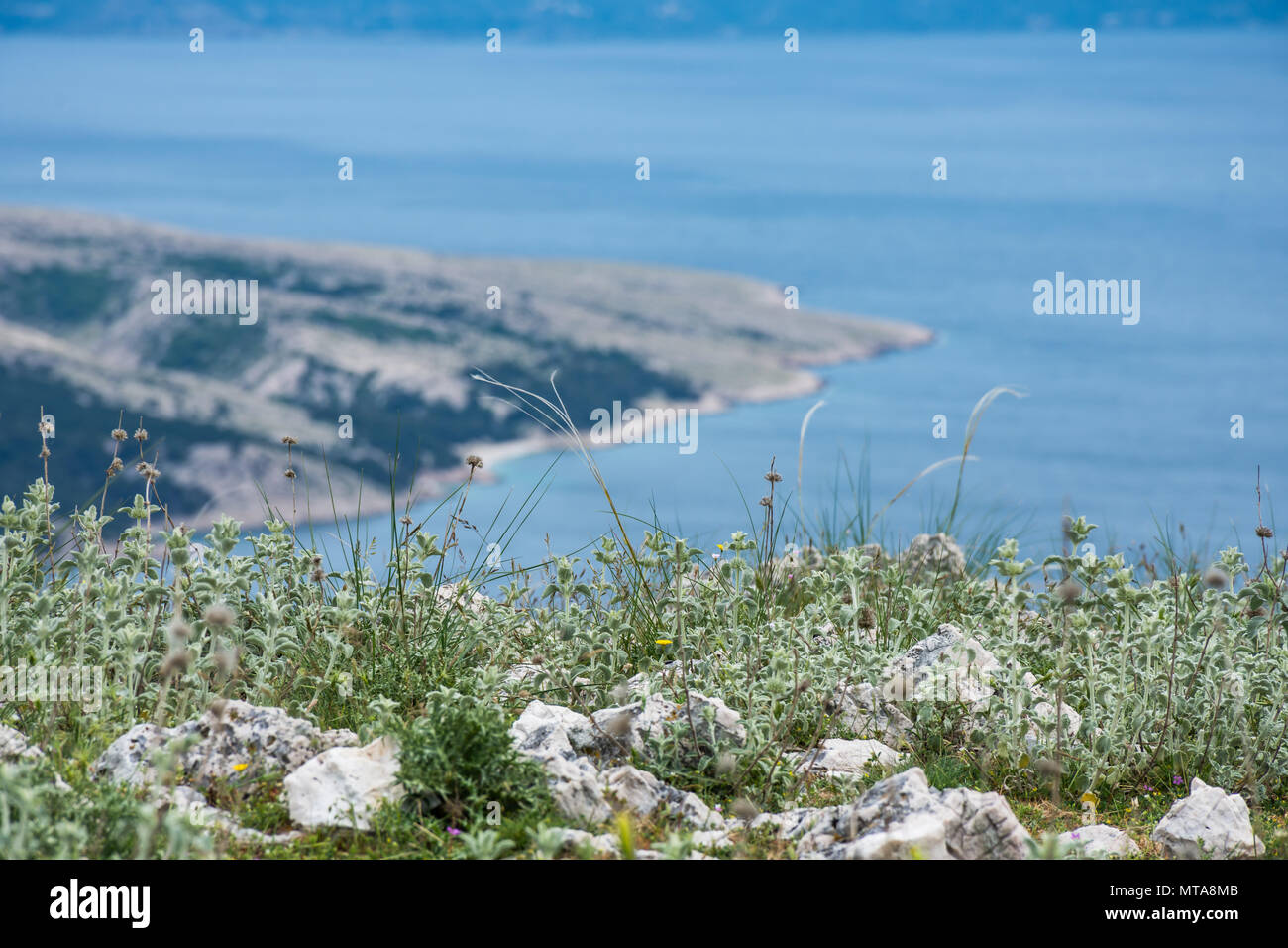 Spring flowers and grass in the wind, above Baska, island of Krk ...