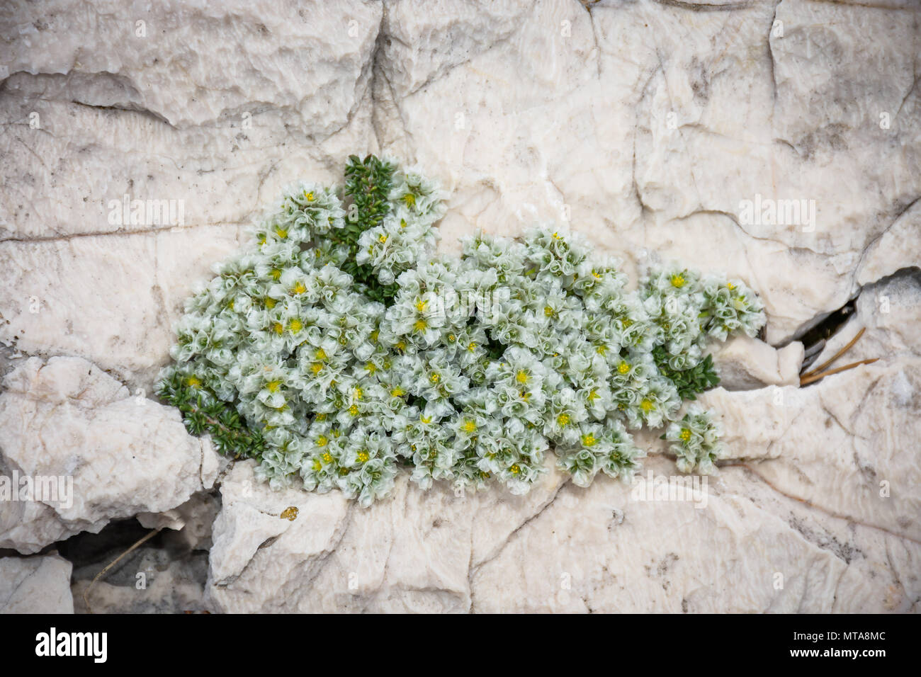 Tiny white and yellow flowers growing in the harsh karst landscape ...