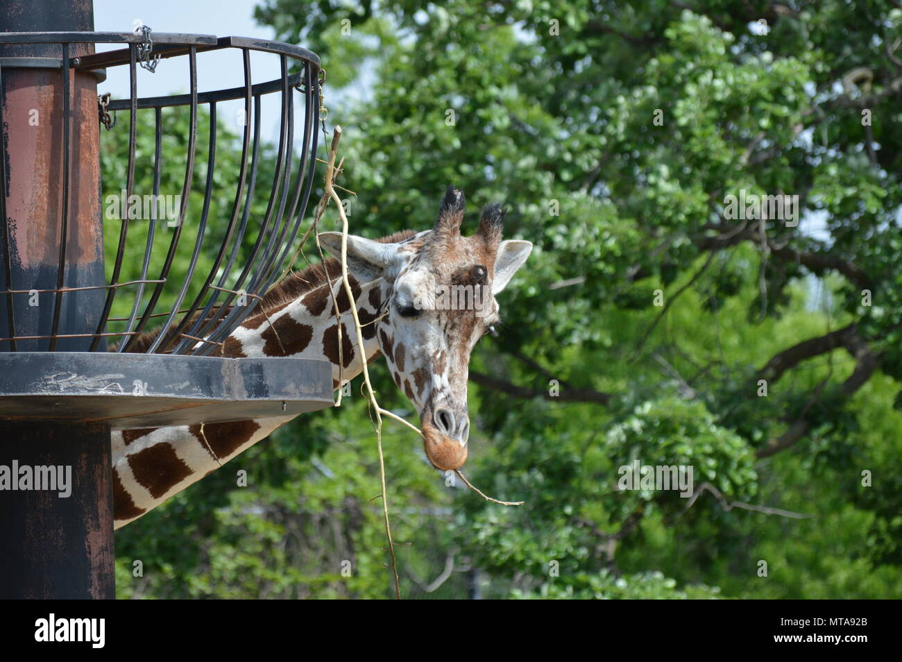 Giraffe in the outdoors during summer Stock Photo - Alamy