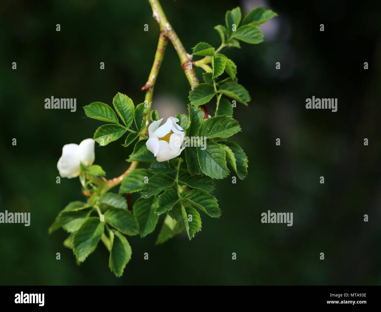 wild rose, white rose (Rosa rugosa) in bloom with copy space Stock ...