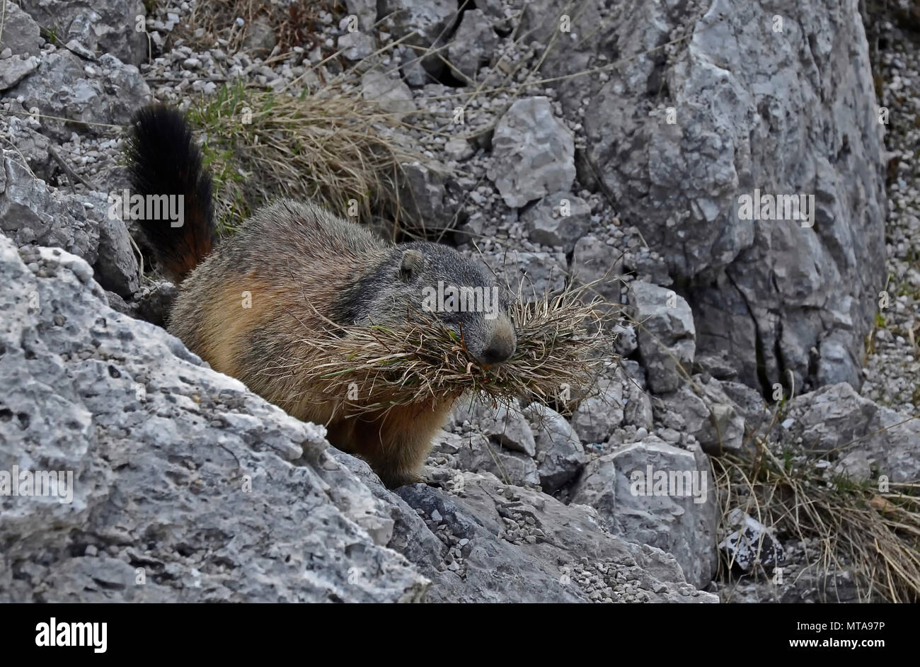 Marmotta hi-res stock photography and images - Alamy