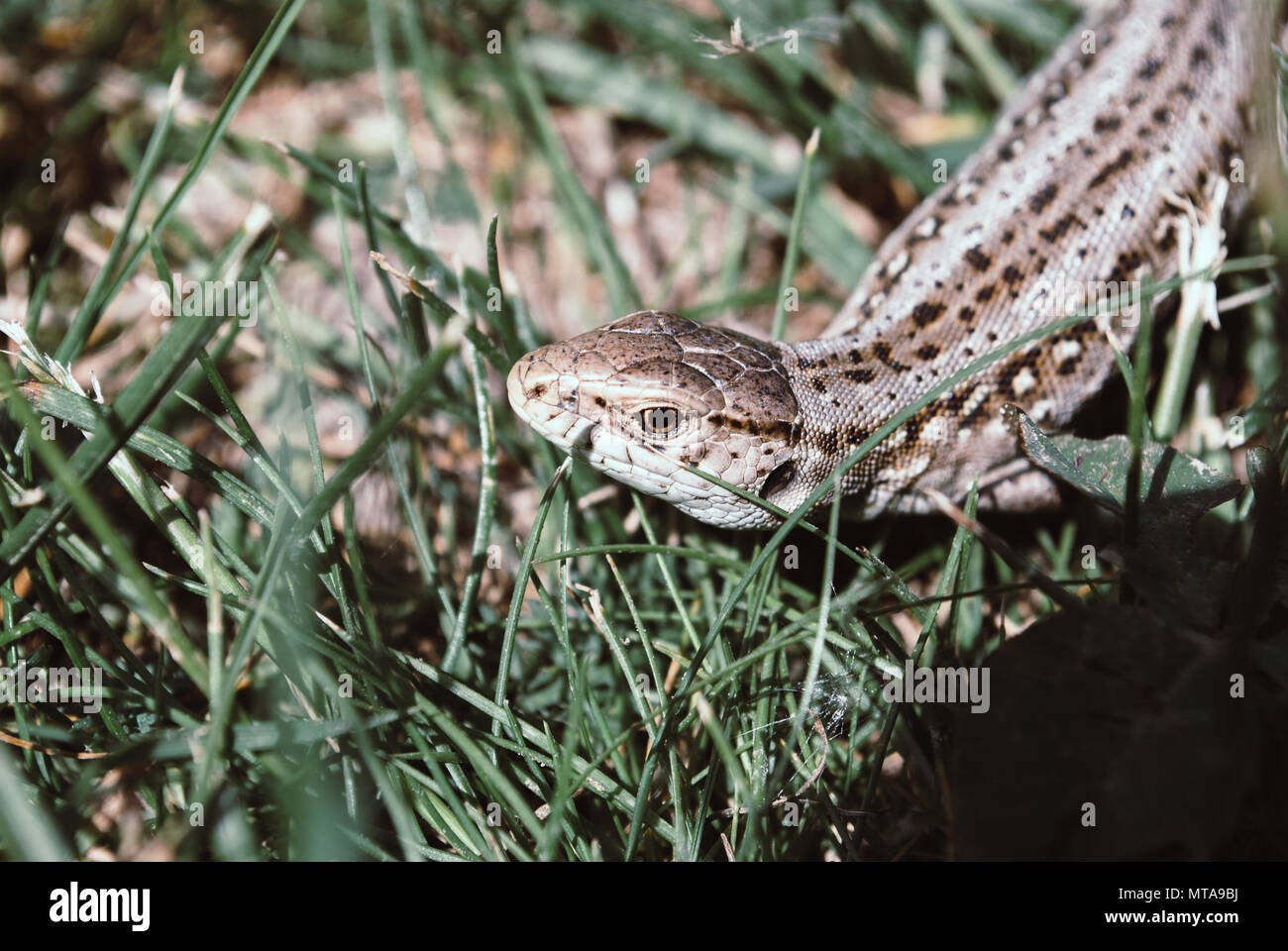 A garden lizard hides in the green grass Stock Photo - Alamy