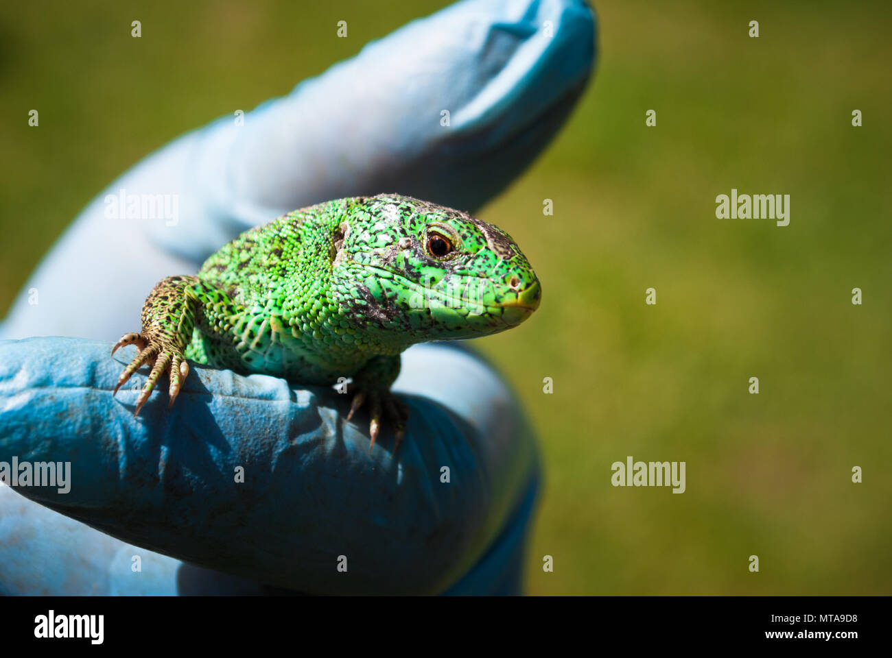Green iguana hand hi-res stock photography and images - Alamy