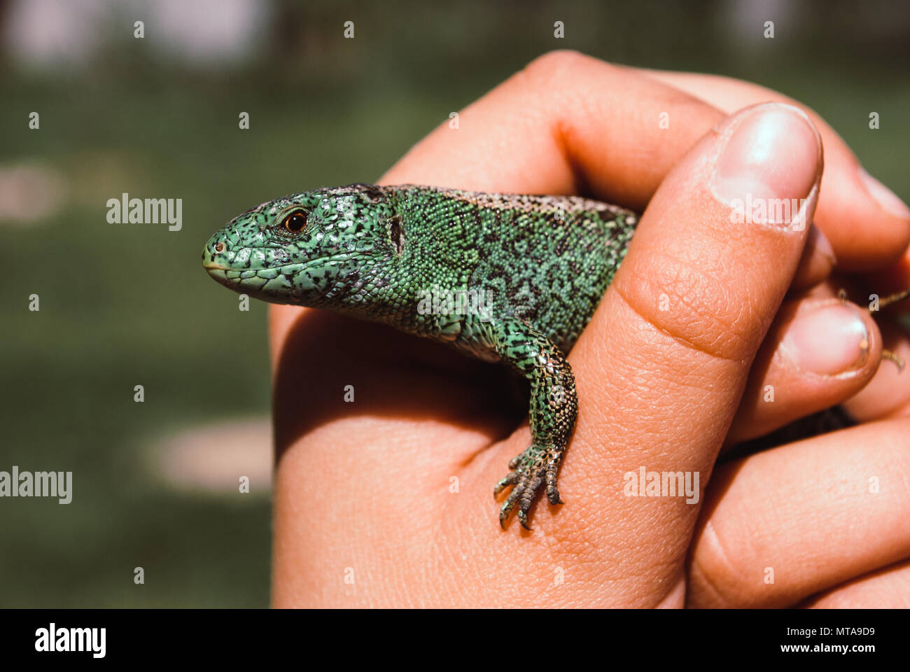 Lizard cam hi-res stock photography and images - Alamy
