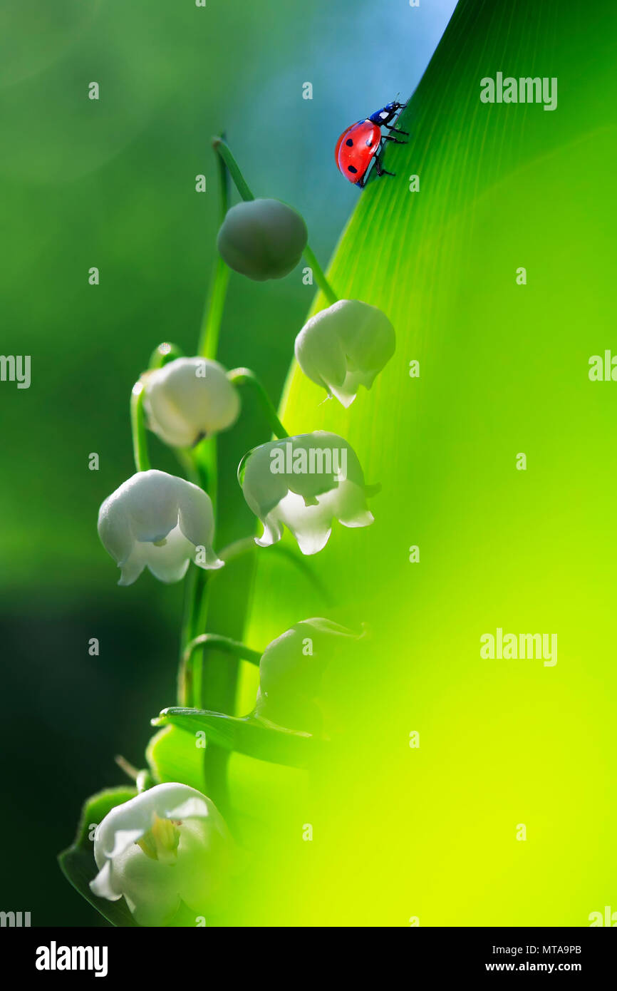 little red ladybug crawling on a green lush foliage fragrant white ...