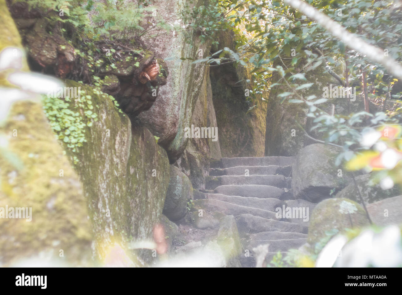 Forest hillside wood stairway hi-res stock photography and images - Alamy