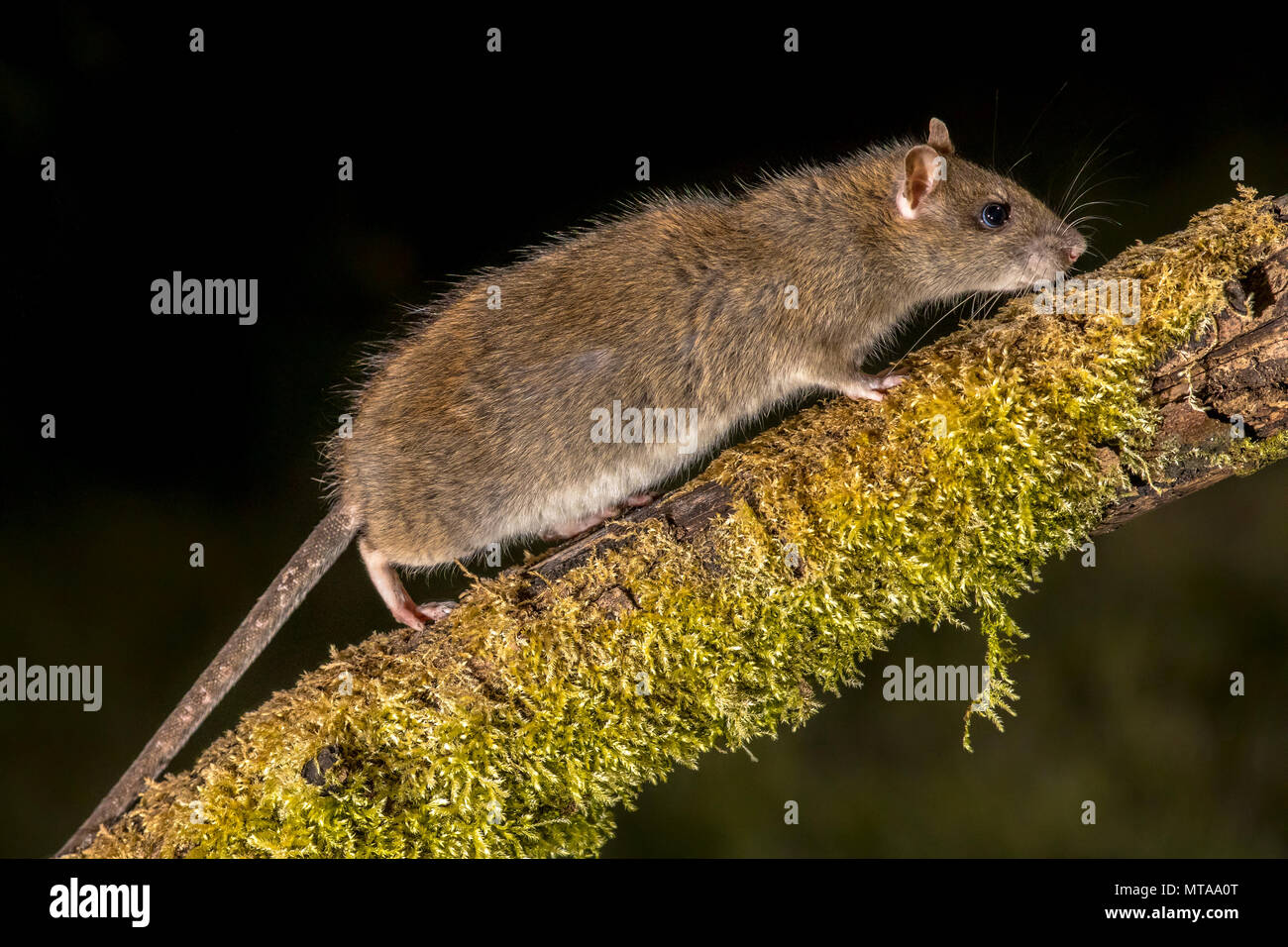 Wild Brown rat (Rattus norvegicus) turning on mossy branch at night ...