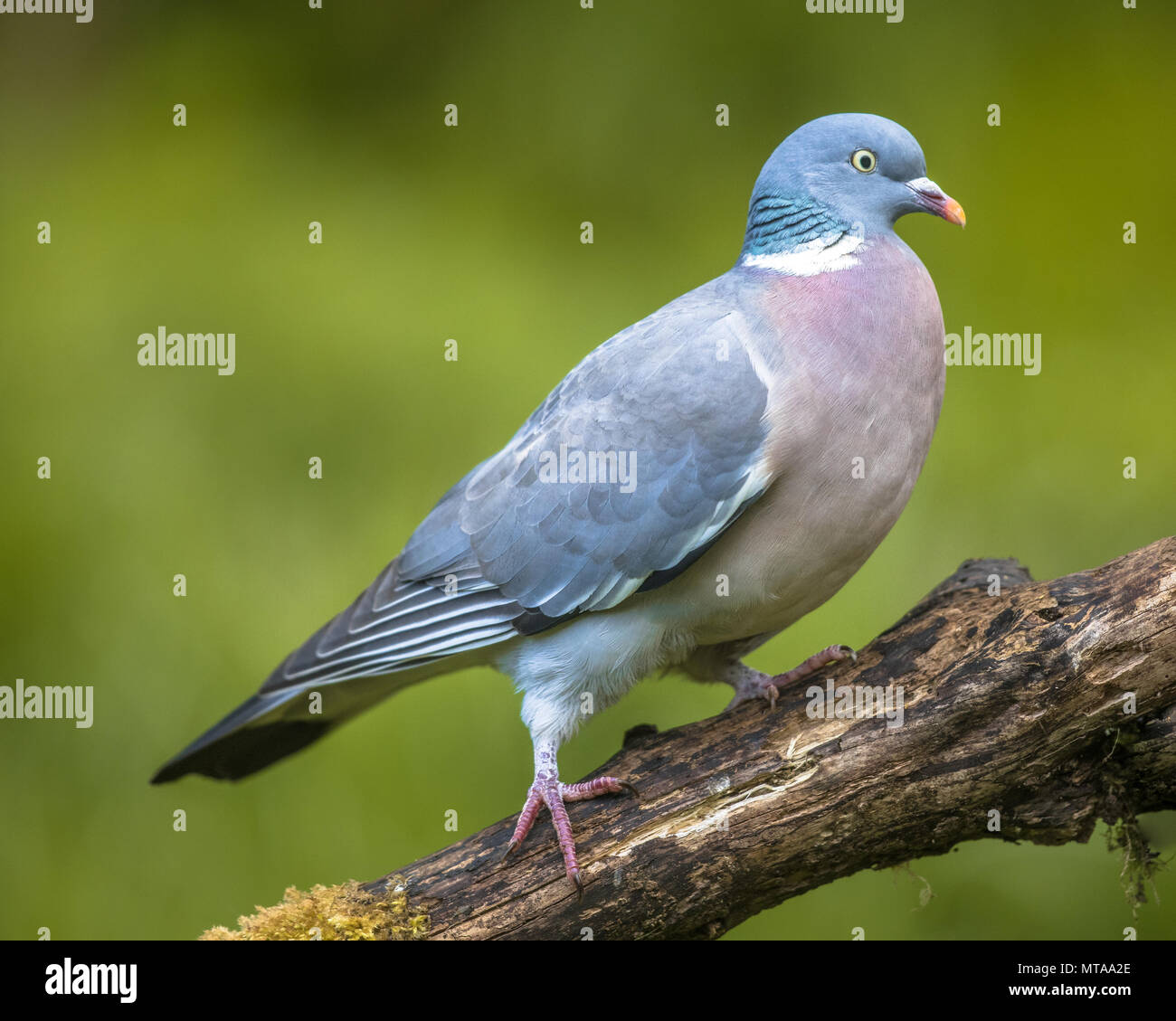 Wild animal wild animals fauna hi-res stock photography and images - Alamy