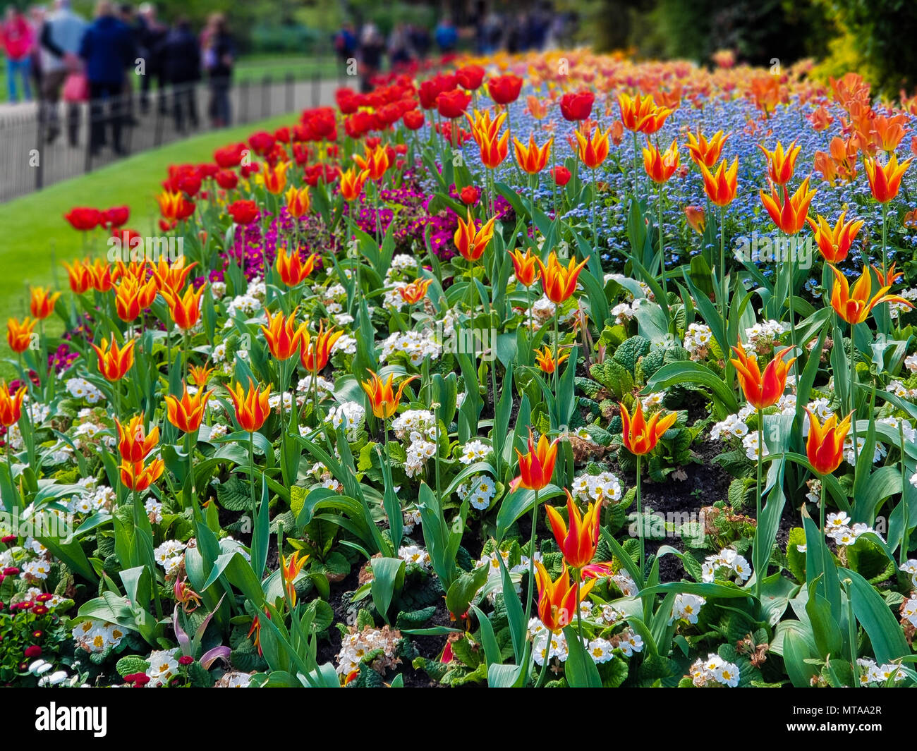 Spring flowers blossom in St James Park and outside St Pauls Cathedral ...