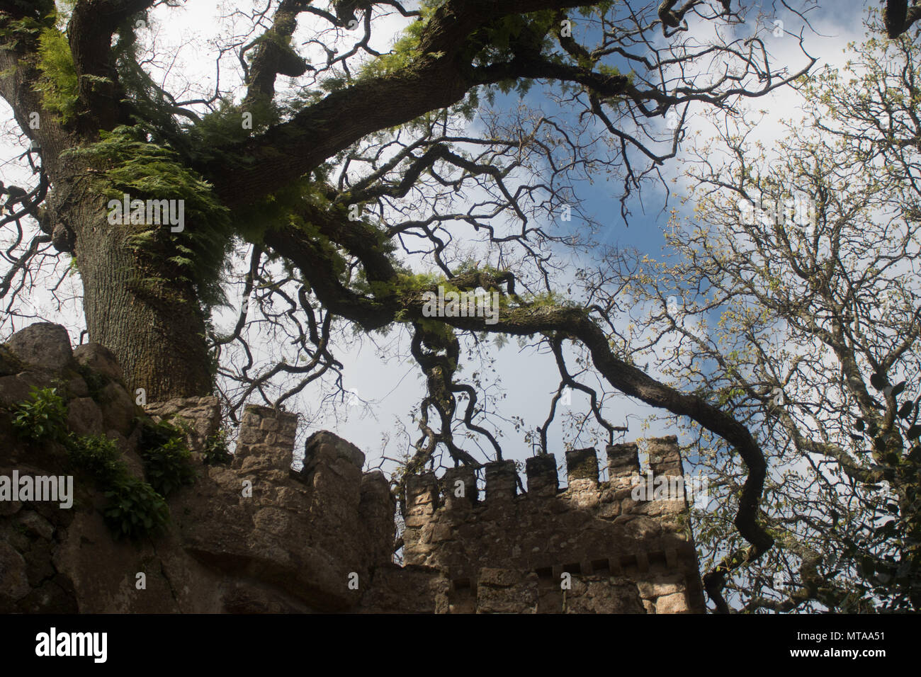 Castle wall and old tree Stock Photo - Alamy