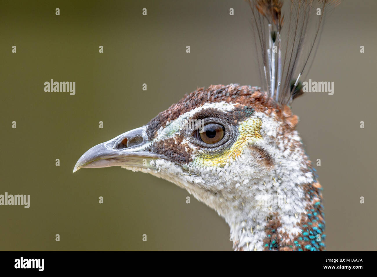 Attractive wild birds hi-res stock photography and images - Alamy