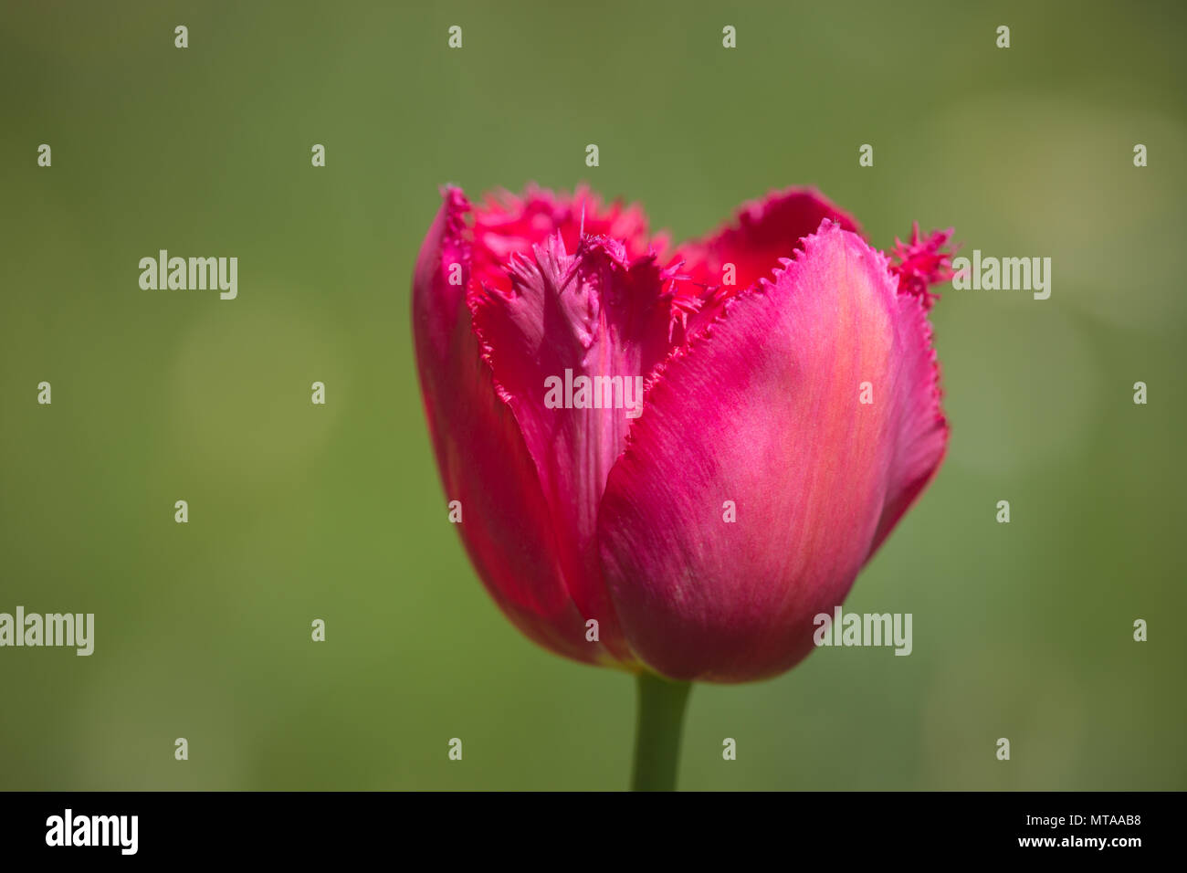 Budding tulip hi-res stock photography and images - Alamy