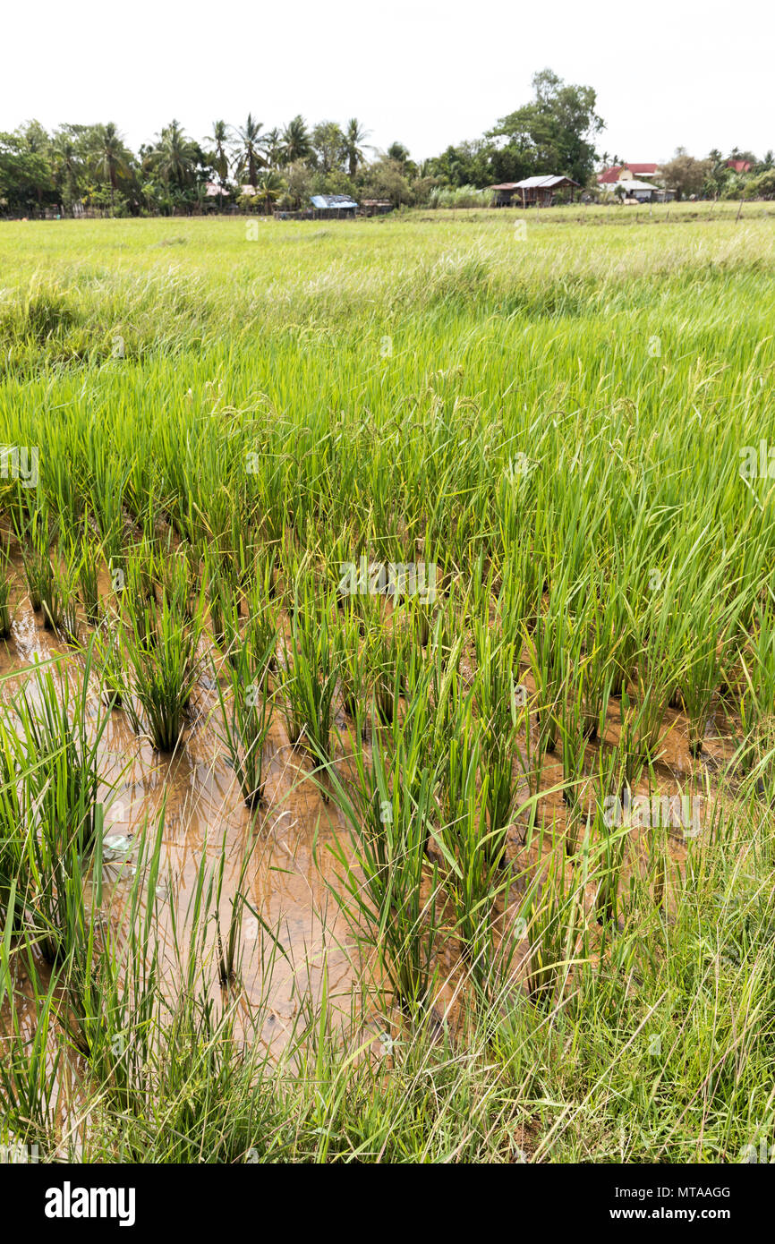 Rice fields, Laos Stock Photo - Alamy