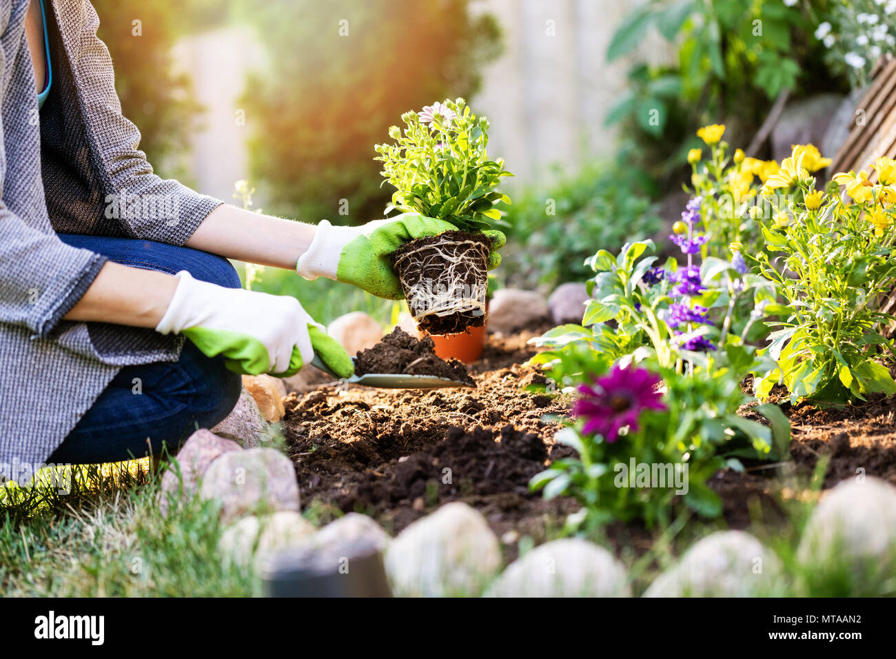 Gardener planting flower hi-res stock photography and images - Alamy