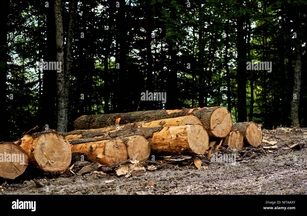 Fell trees hi-res stock photography and images - Alamy