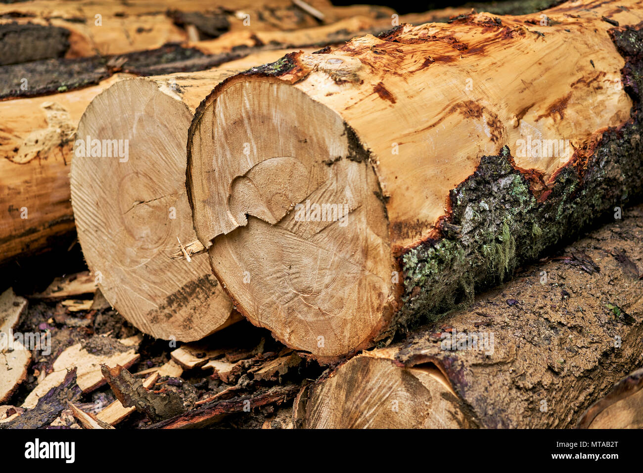 Dead wood in the fell forest hi-res stock photography and images - Alamy