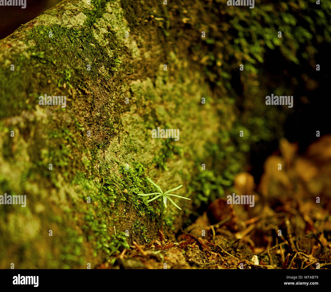 blade of grass the root of the tree Stock Photo - Alamy