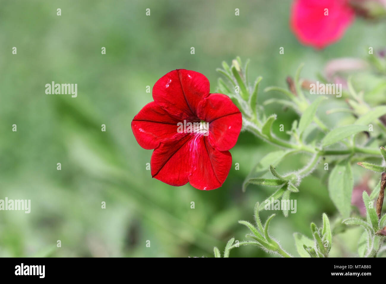 Petunia of Scarlet color on a green vegetable background it is ...