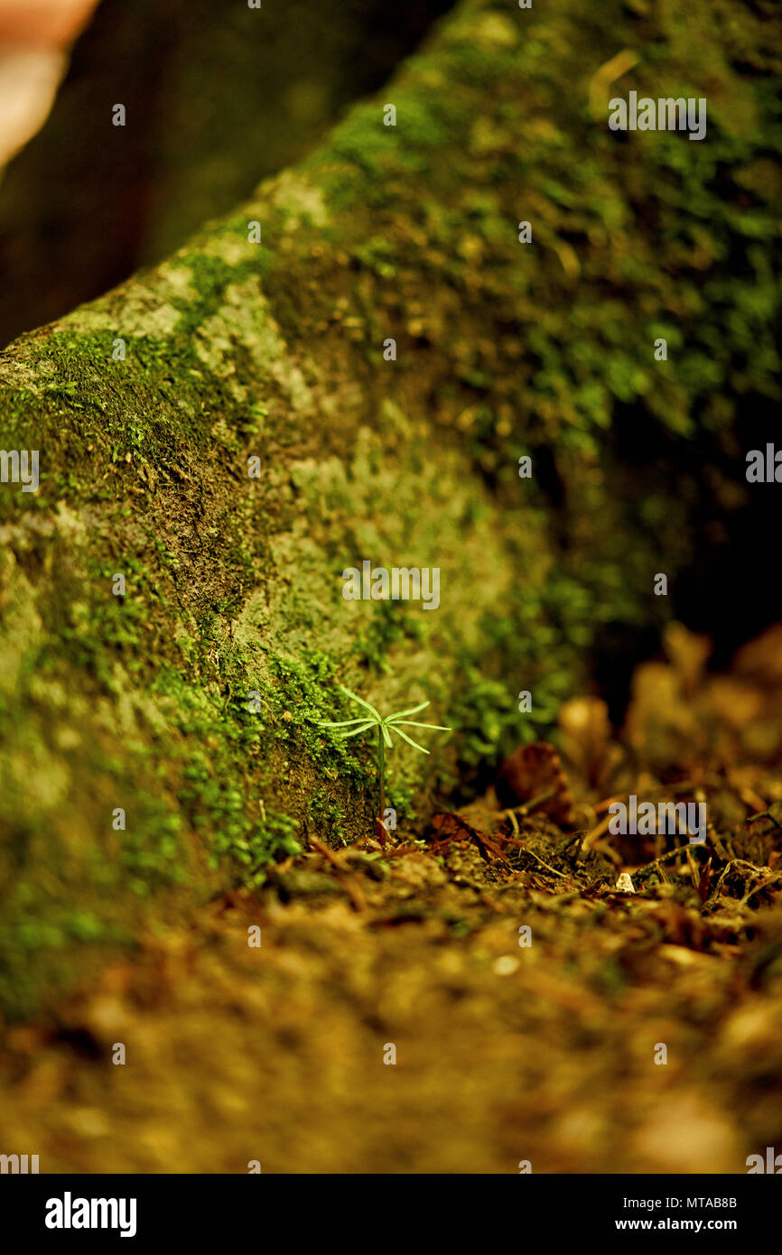 blade of grass the root of the tree Stock Photo - Alamy