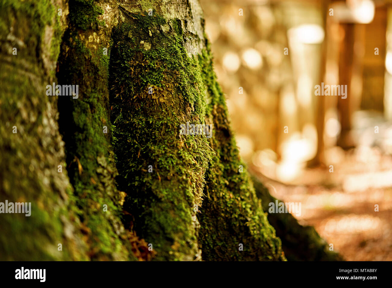 Root tree color line hi-res stock photography and images - Alamy