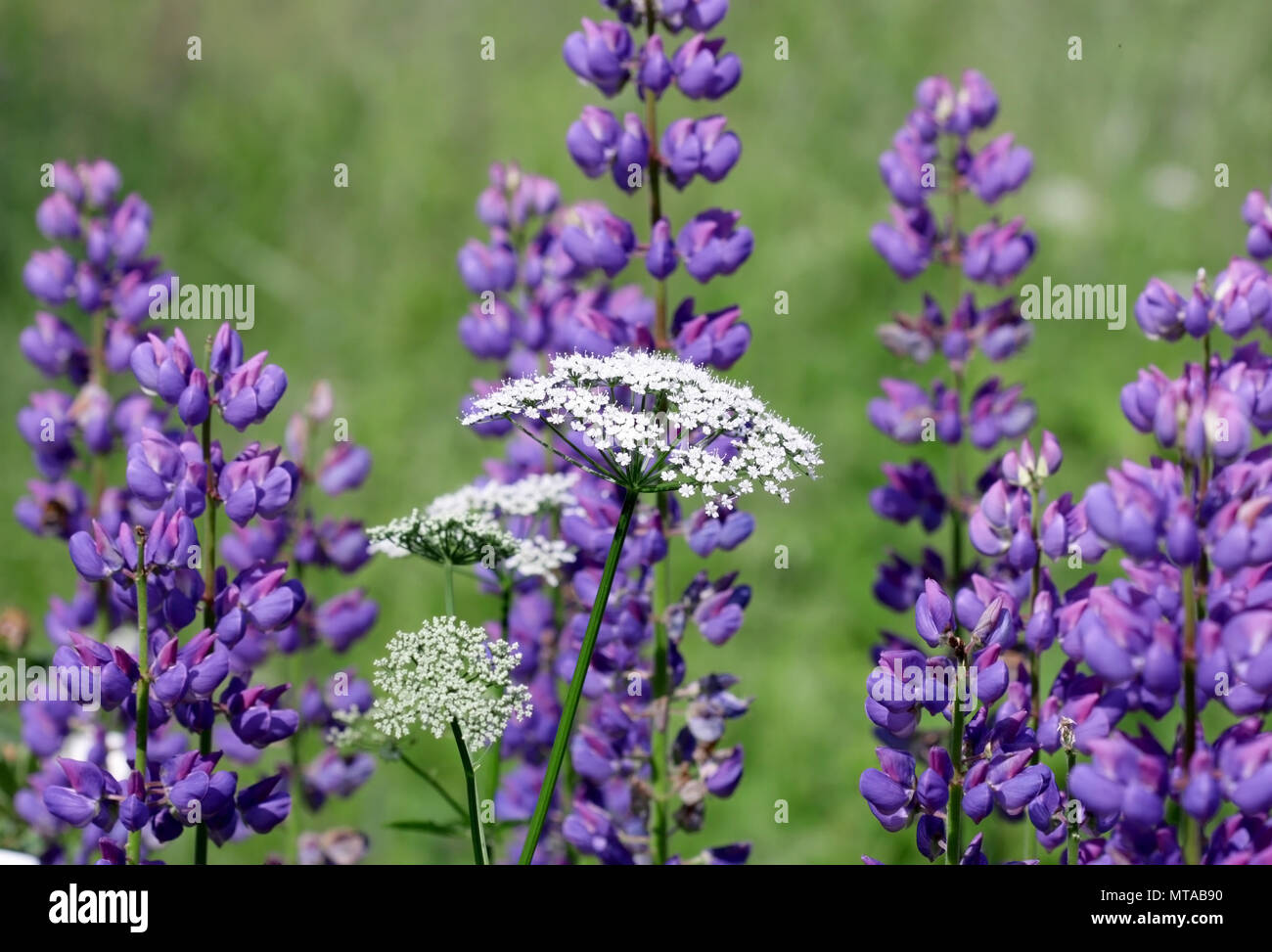 Plant color combination hi-res stock photography and images - Alamy