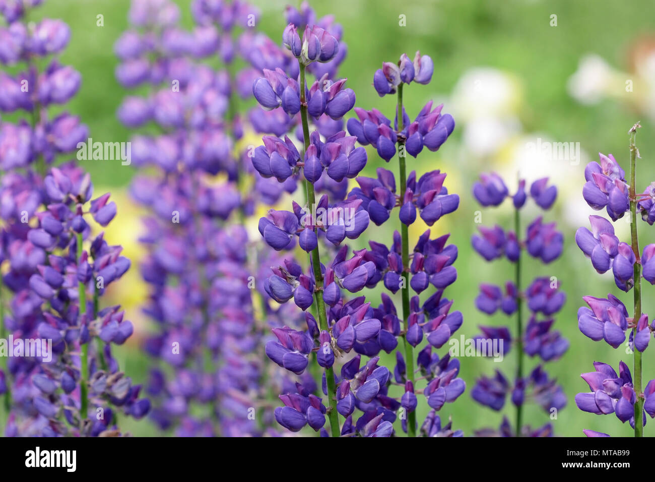 Blue Lupin Stock Photos & Blue Lupin Stock Images - Alamy