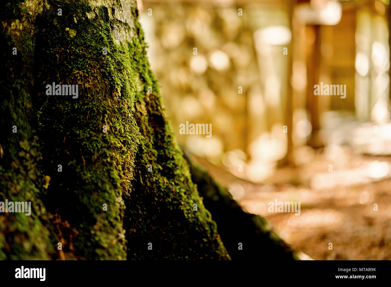 Root tree color line hi-res stock photography and images - Alamy