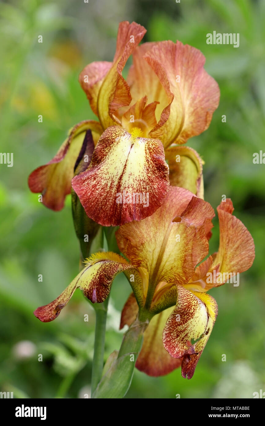 Brown with yellow an iris bearded. The blossoming iris. Flower ...