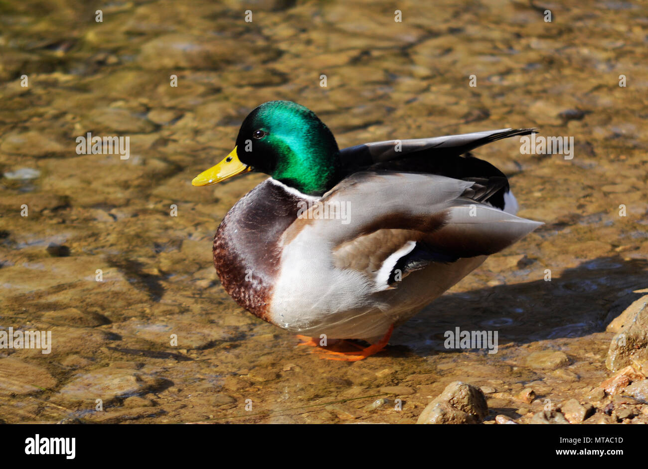 Mallard park hi-res stock photography and images - Alamy